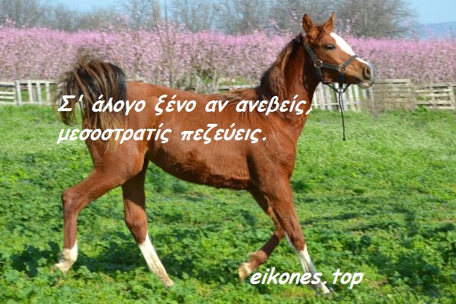 Παροιμίες με ζώα - eikones top