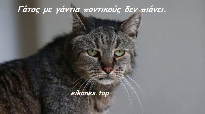 Παροιμίες με ζώα - eikones top