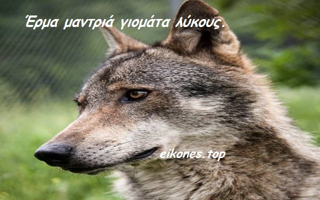 Παροιμίες με ζώα - eikones top