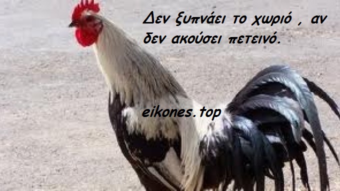 Παροιμίες με ζώα - eikones top