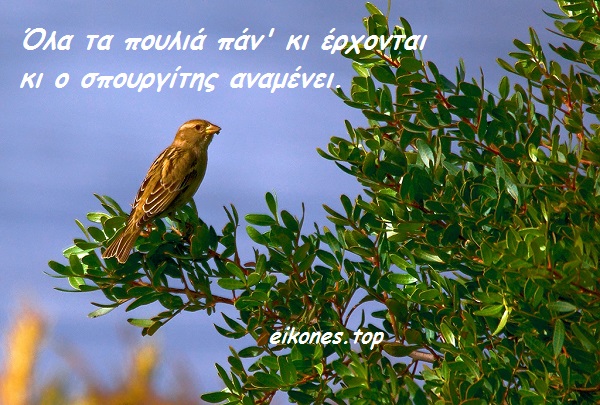 Παροιμίες με ζώα - eikones top