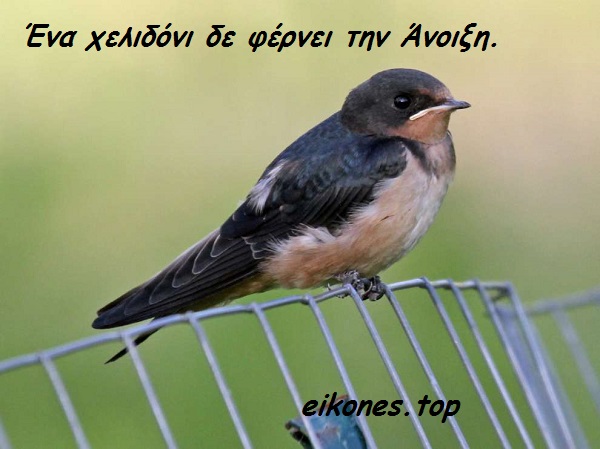 Παροιμίες με ζώα - eikones top